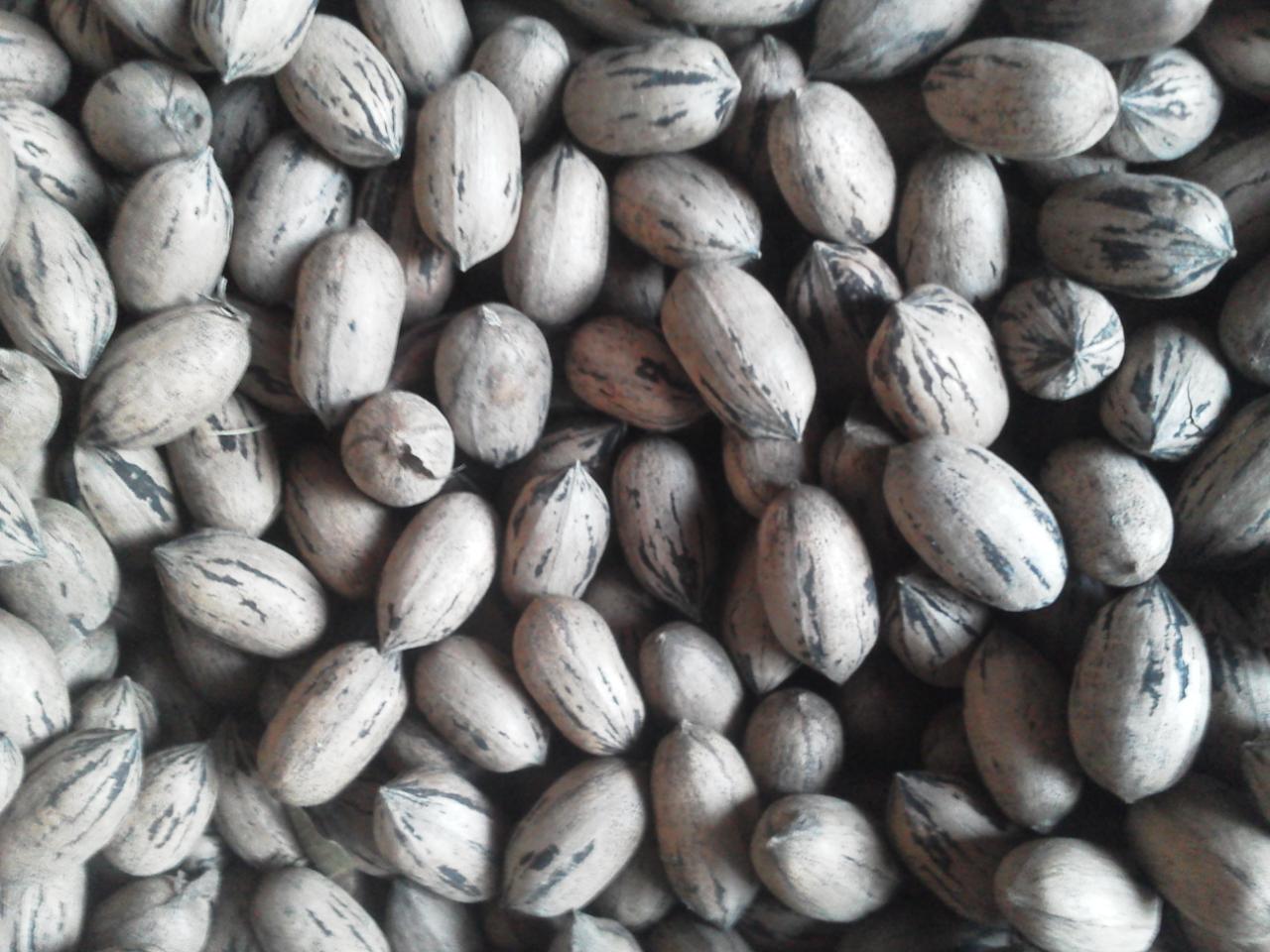 » Pecans for the holidays Traci Davis