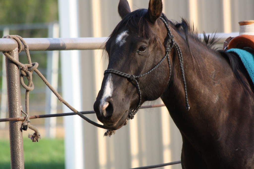 » Big Black Gelding Traci Davis
