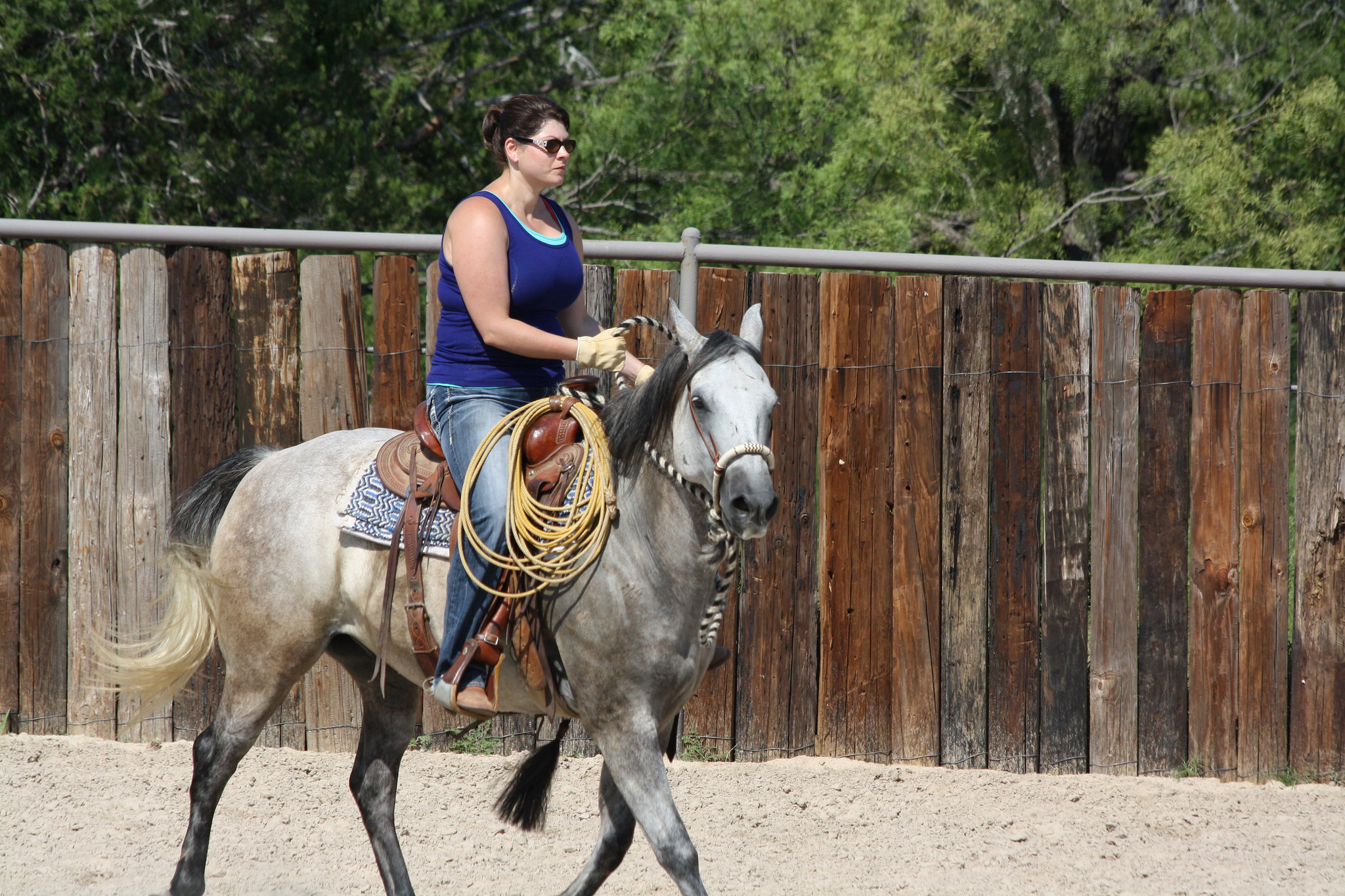 » Big stout grey gelding Traci Davis
