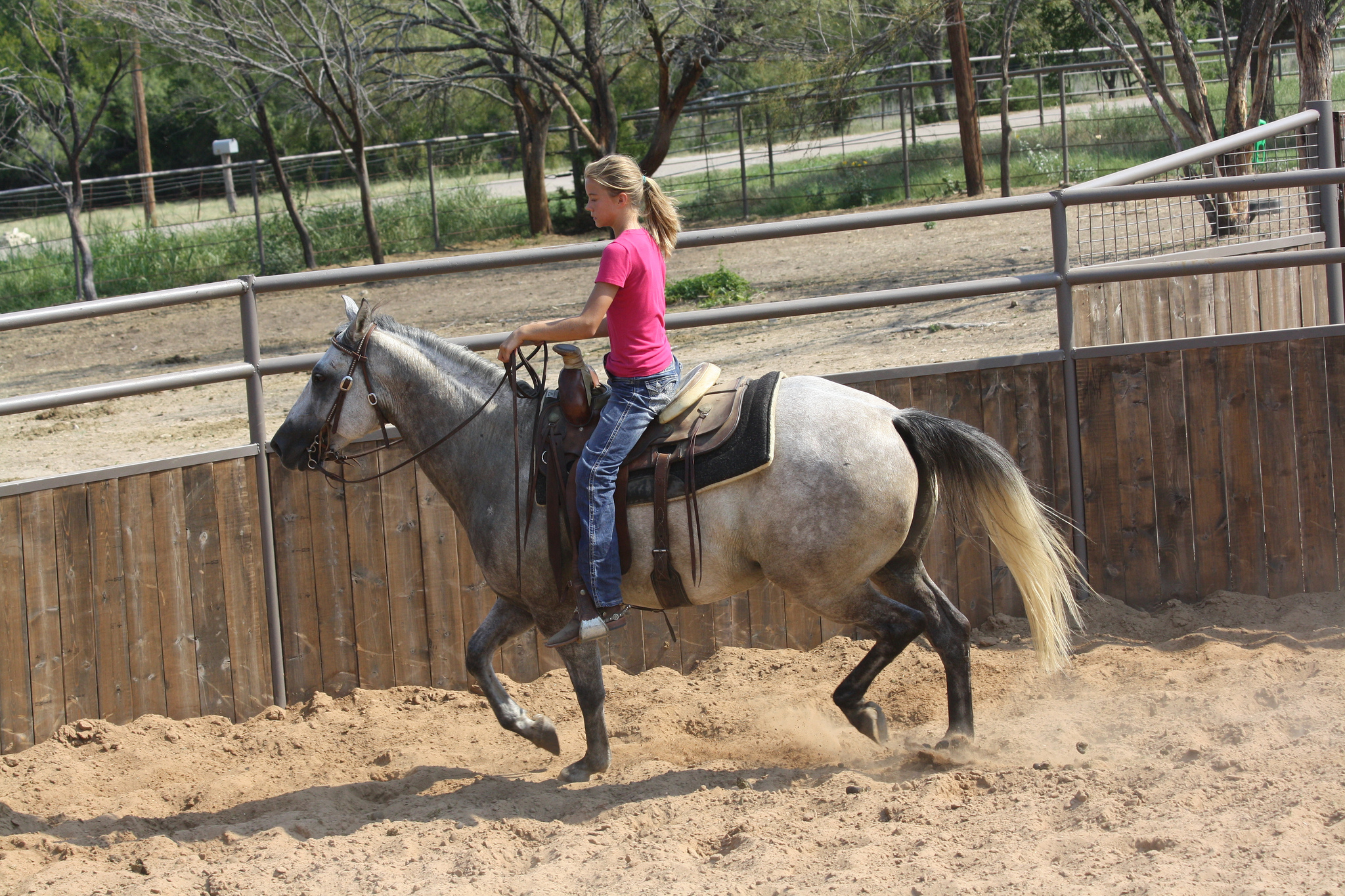 » Big stout grey gelding Traci Davis
