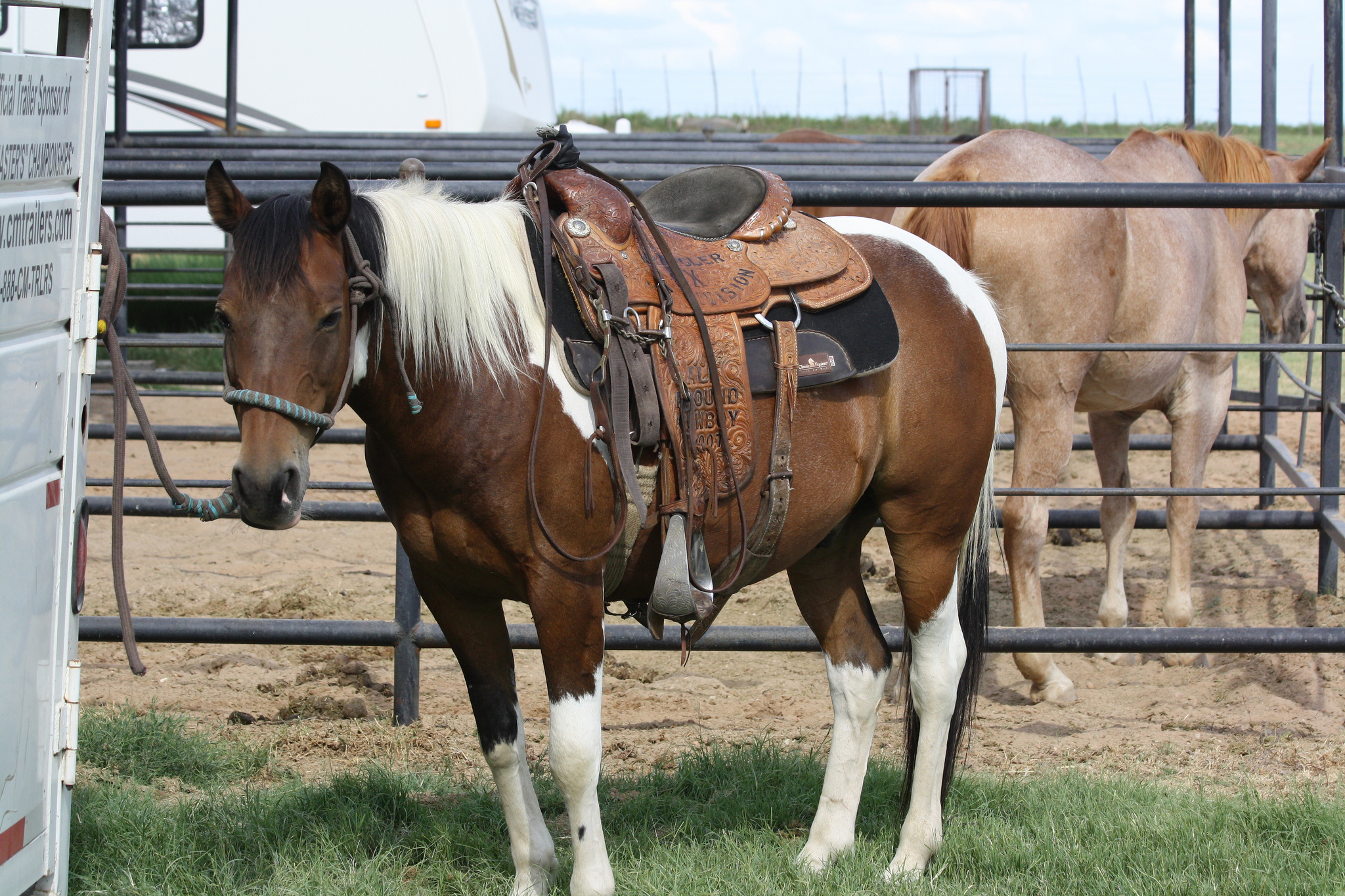 » Really nice kids breakaway horse Traci Davis