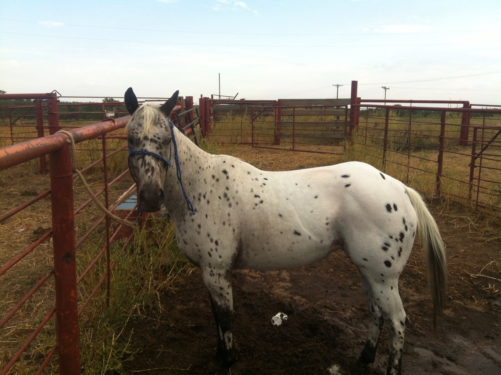 » Leopard Appy POA pony Traci Davis
