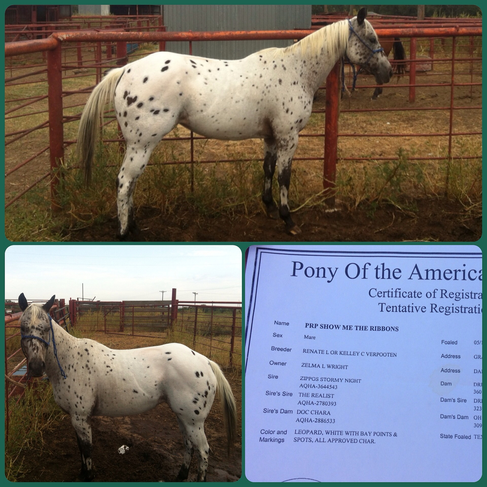 » Leopard Appy POA pony Traci Davis