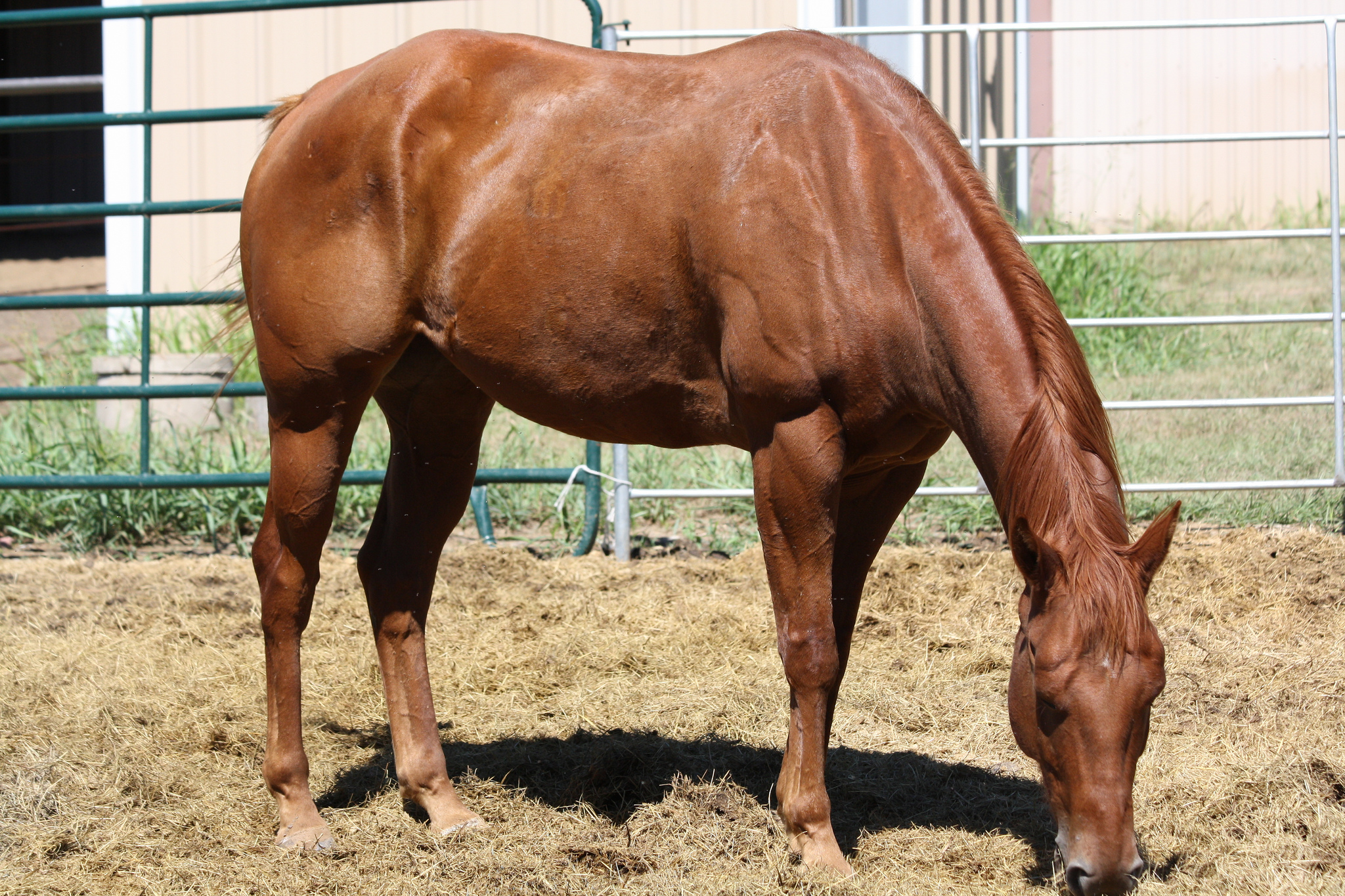 » Sorrel Gelding rides quiet Traci Davis