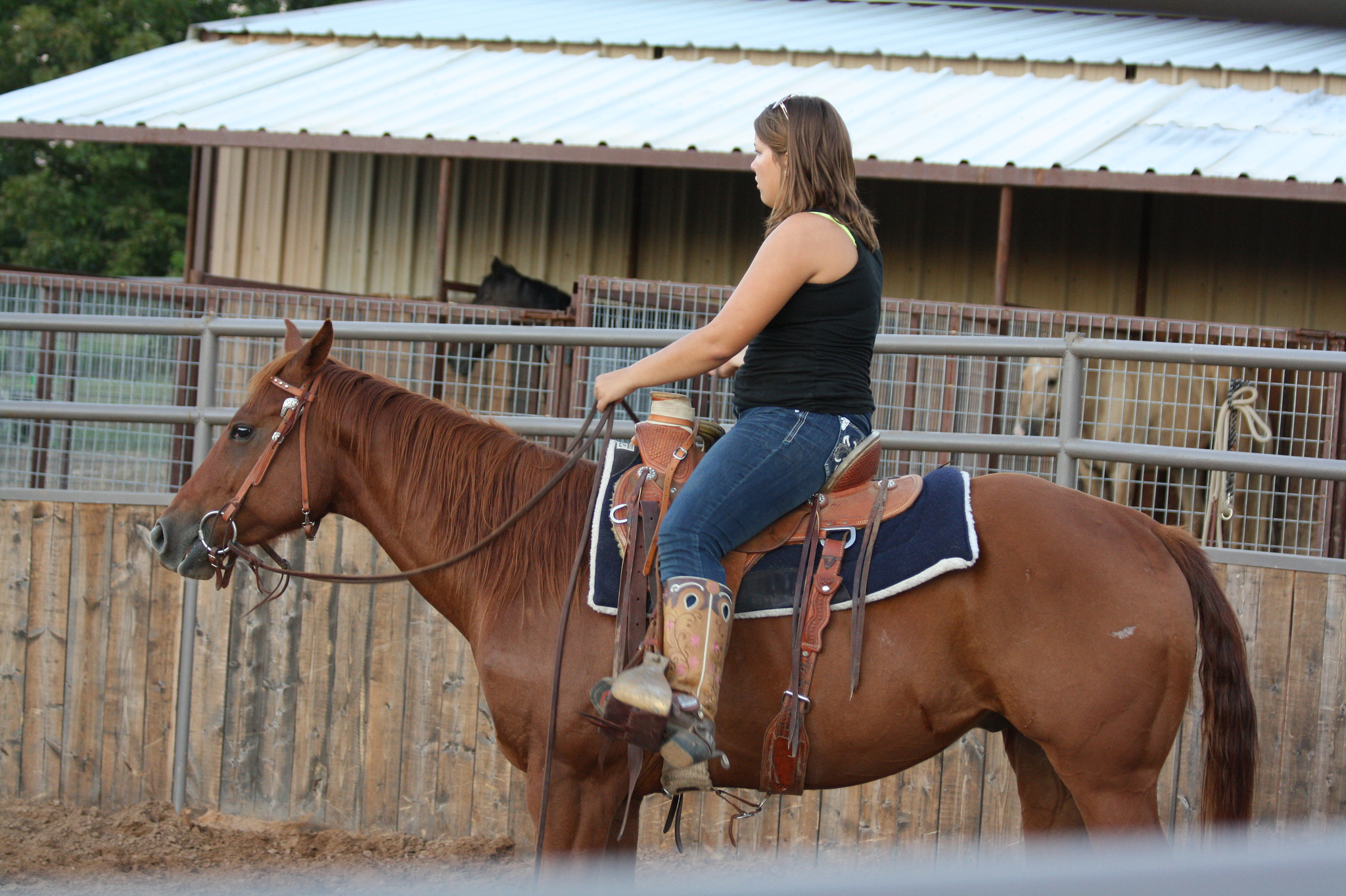 » Sorrel Gelding rides quiet Traci Davis