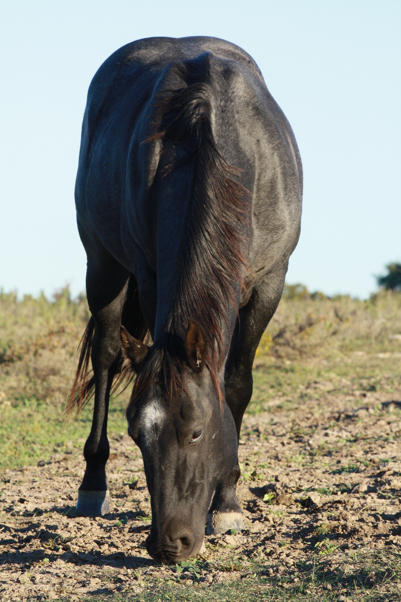 » Registered Blue Roan Gelding Traci Davis