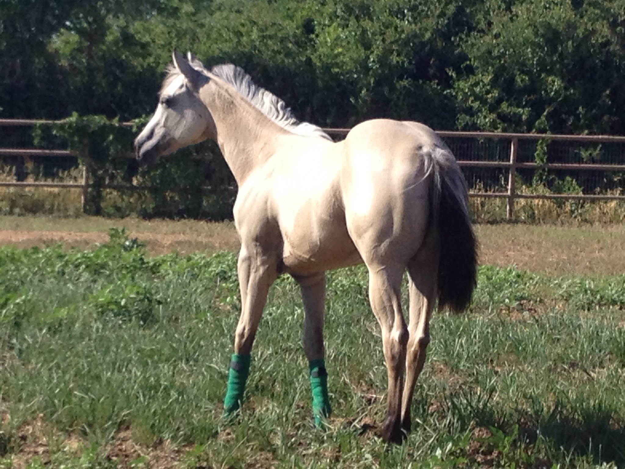 » Yearling Buckskin filly – Shown halter Traci Davis