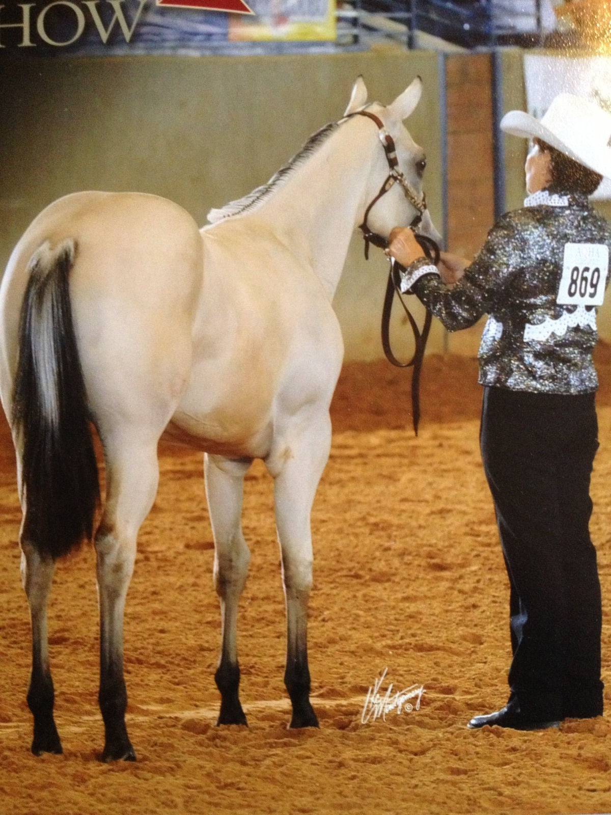 » Yearling Buckskin filly – Shown halter Traci Davis