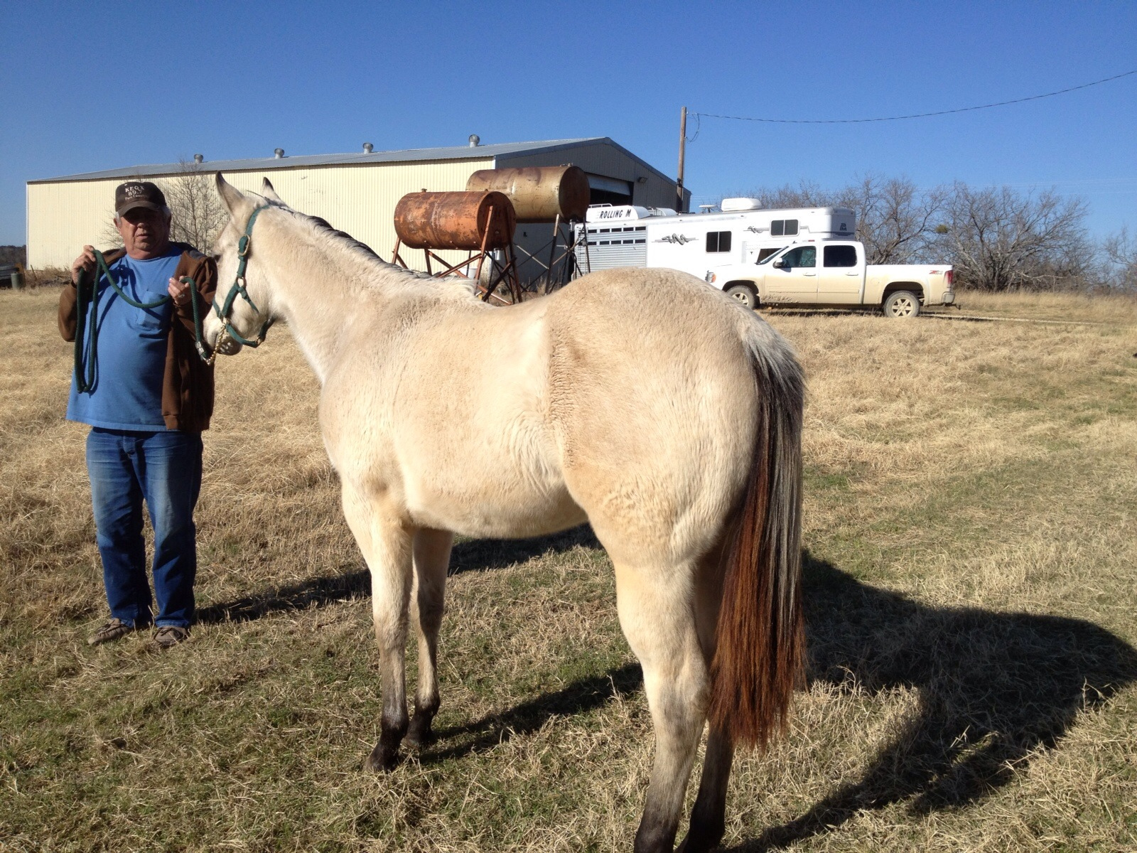 » Yearling Buckskin filly – Shown halter Traci Davis