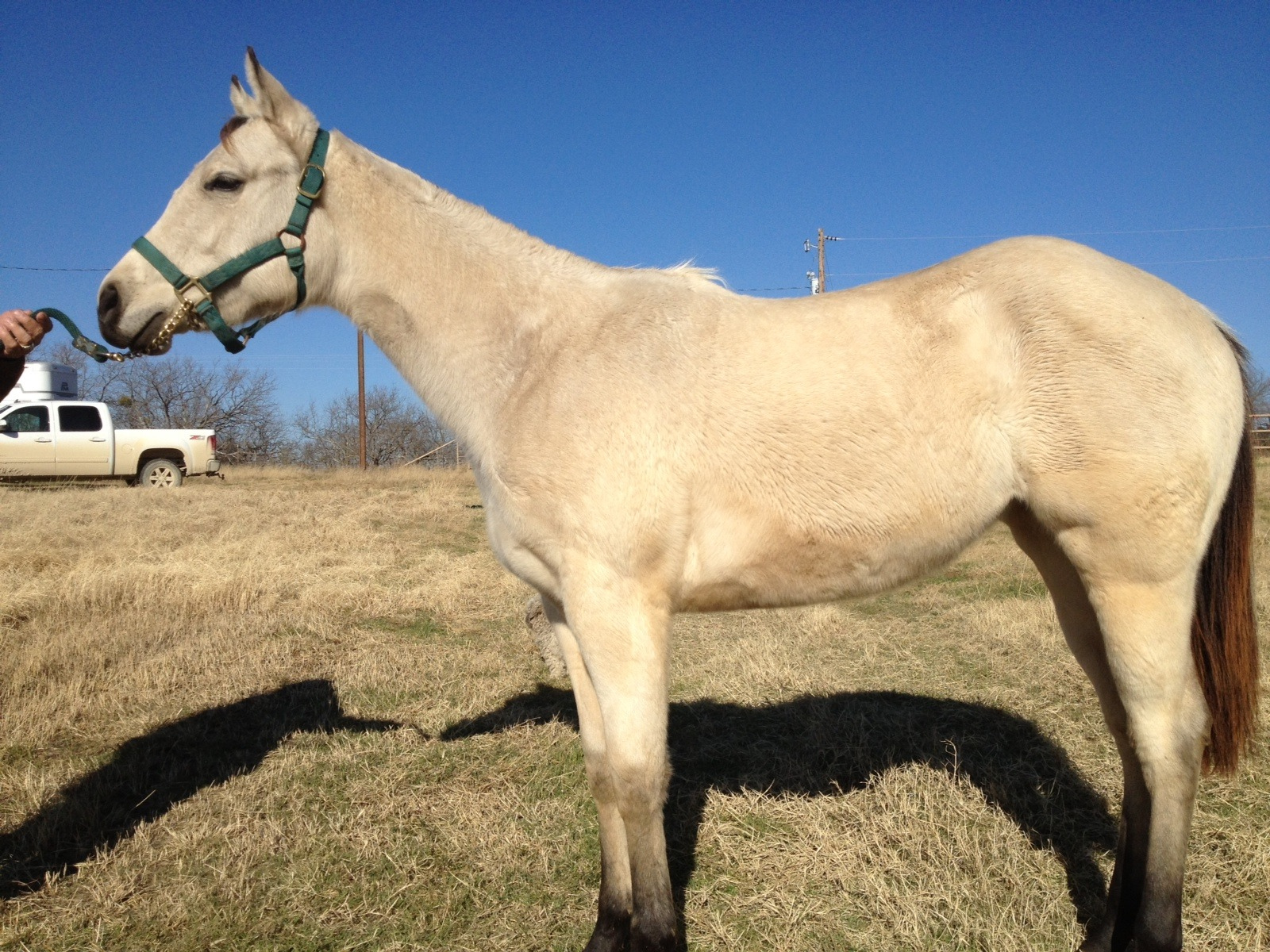 » Yearling Buckskin filly – Shown halter Traci Davis
