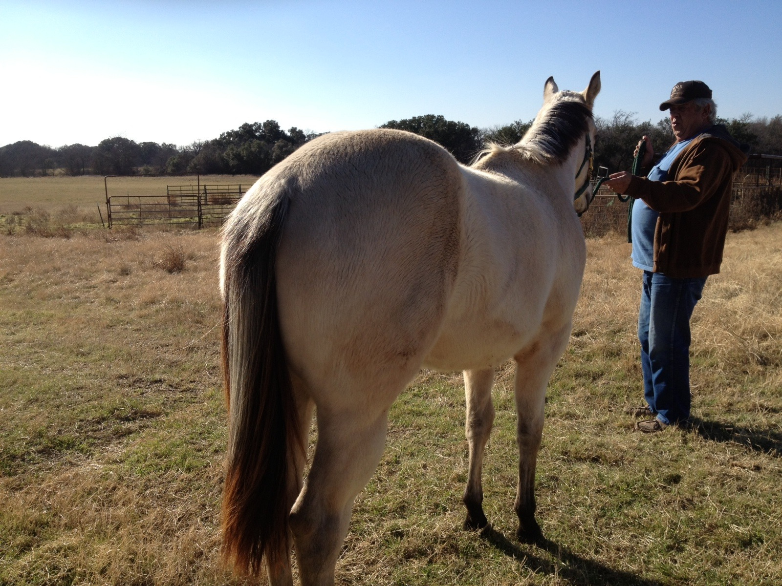 » Yearling Buckskin filly – Shown halter Traci Davis