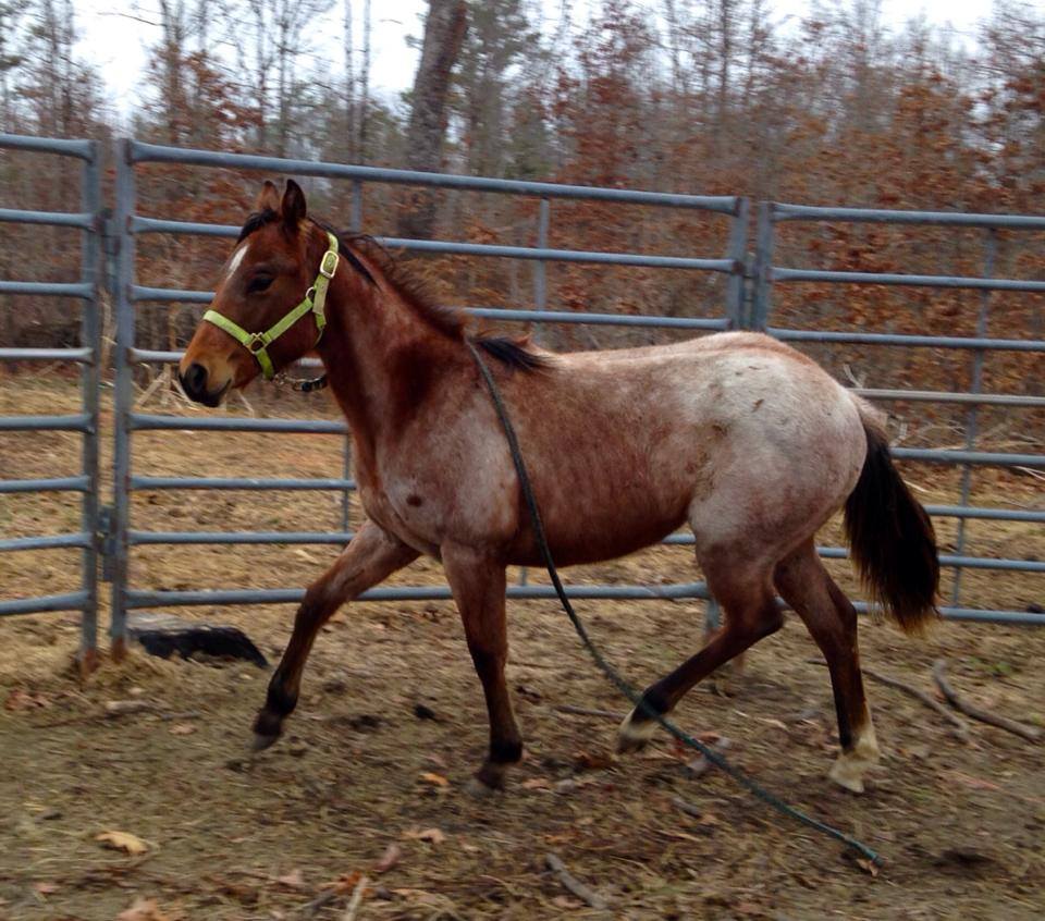 » Bay roan yearling Traci Davis