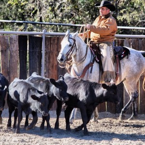 » Big stout grey gelding Traci Davis
