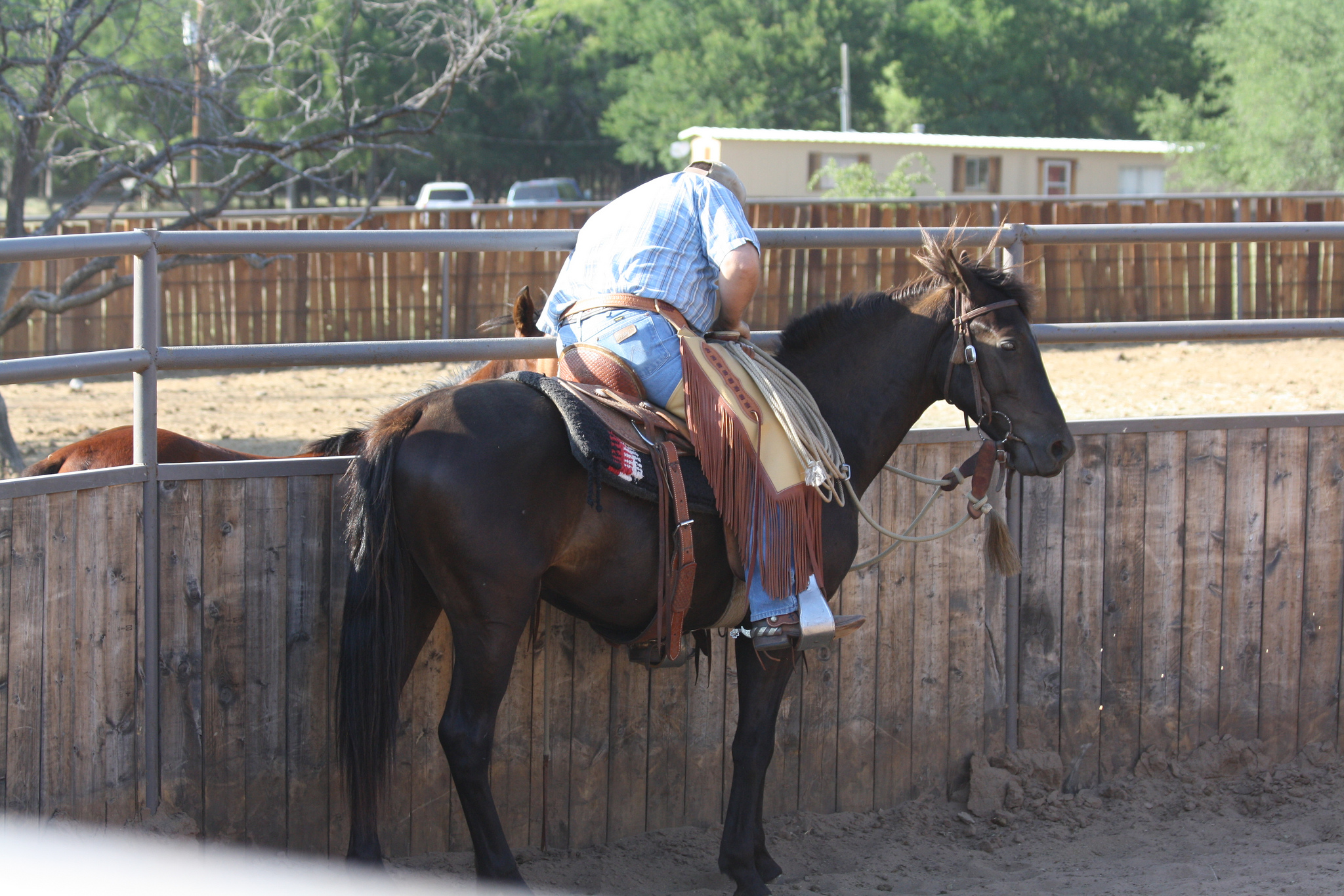» Cute Morgan gelding rides great Traci Davis