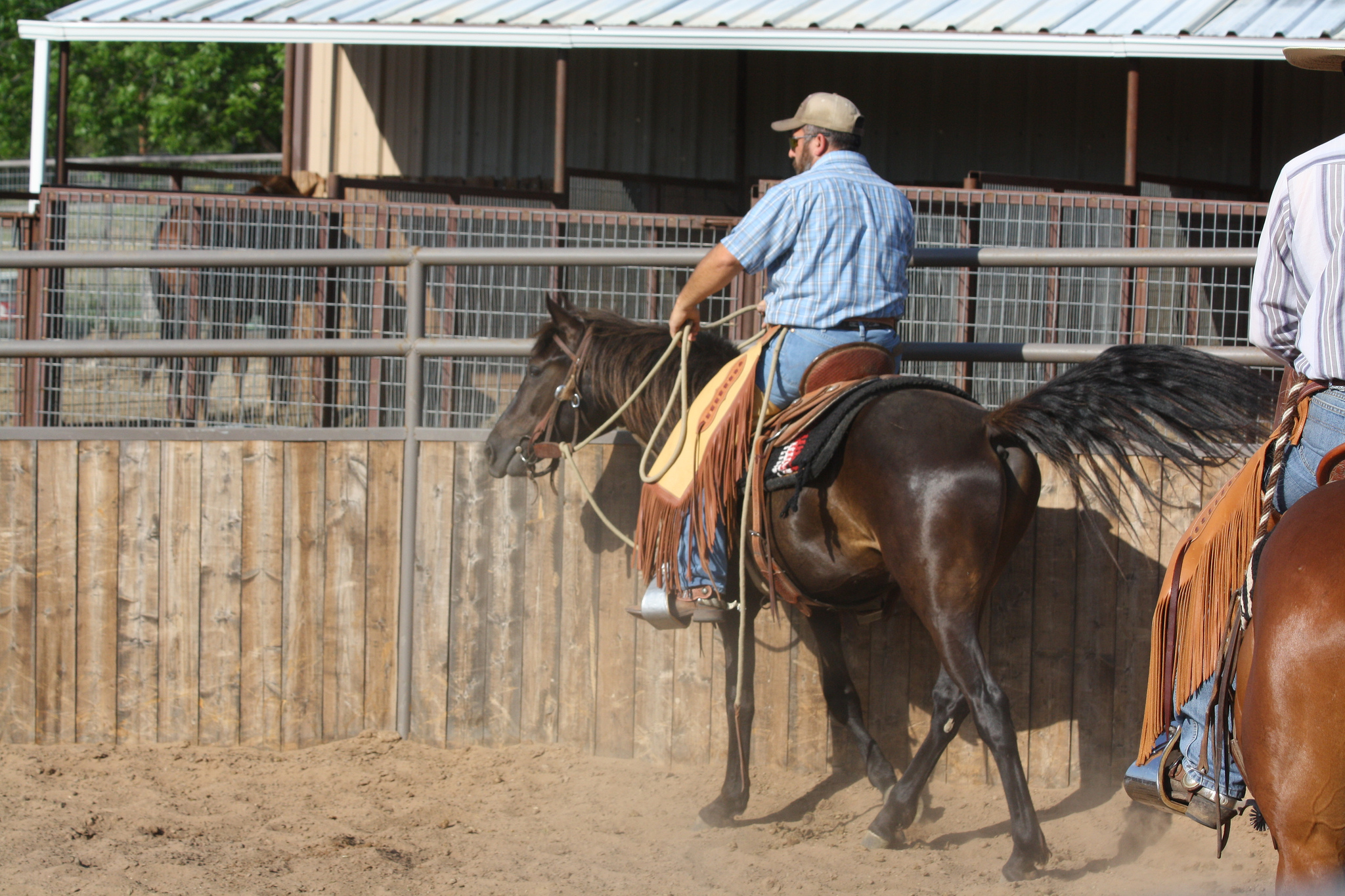 » Cute Morgan gelding rides great Traci Davis