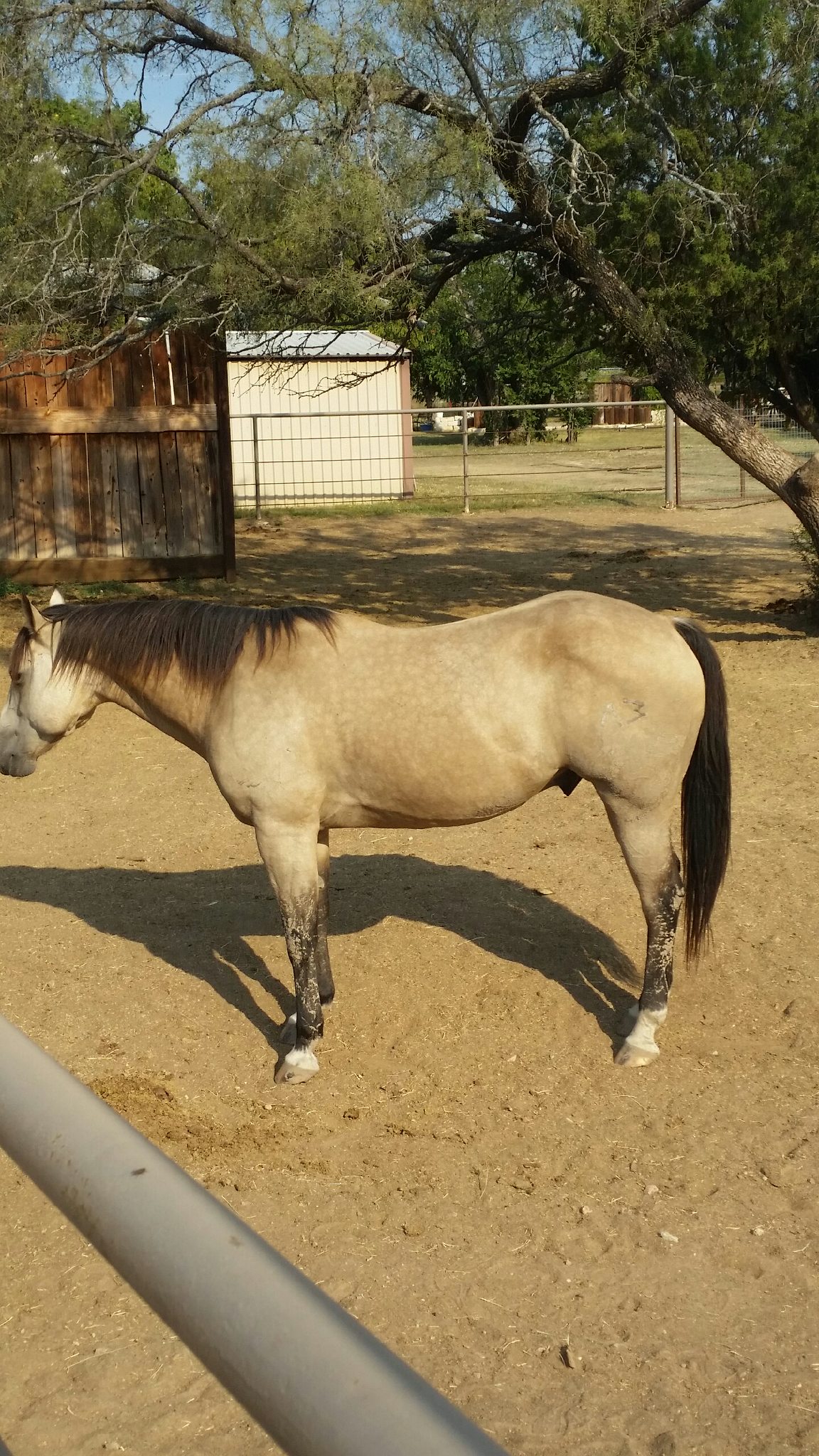 » Buckskin ranch gelding Traci Davis