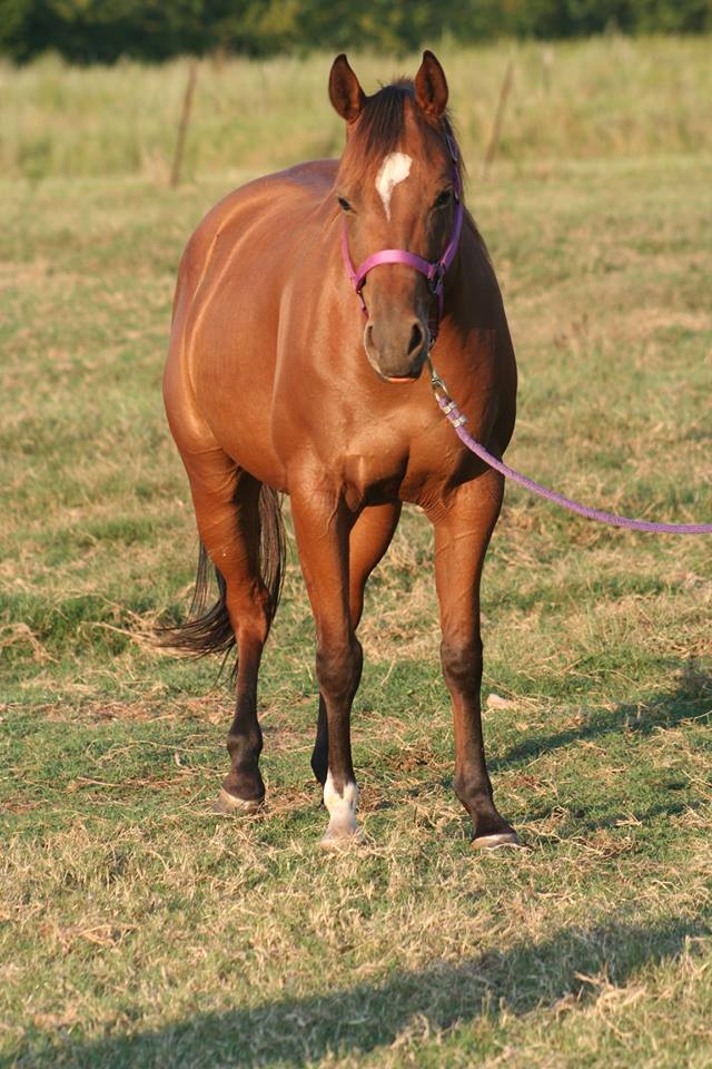» Pretty little mare Traci Davis