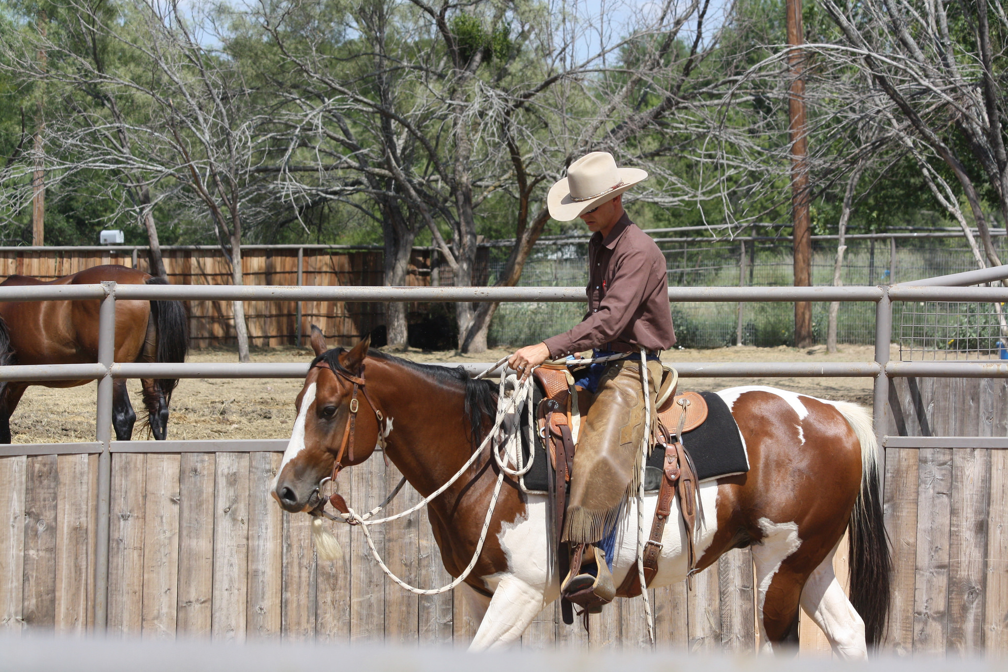 » paint gelding Traci Davis