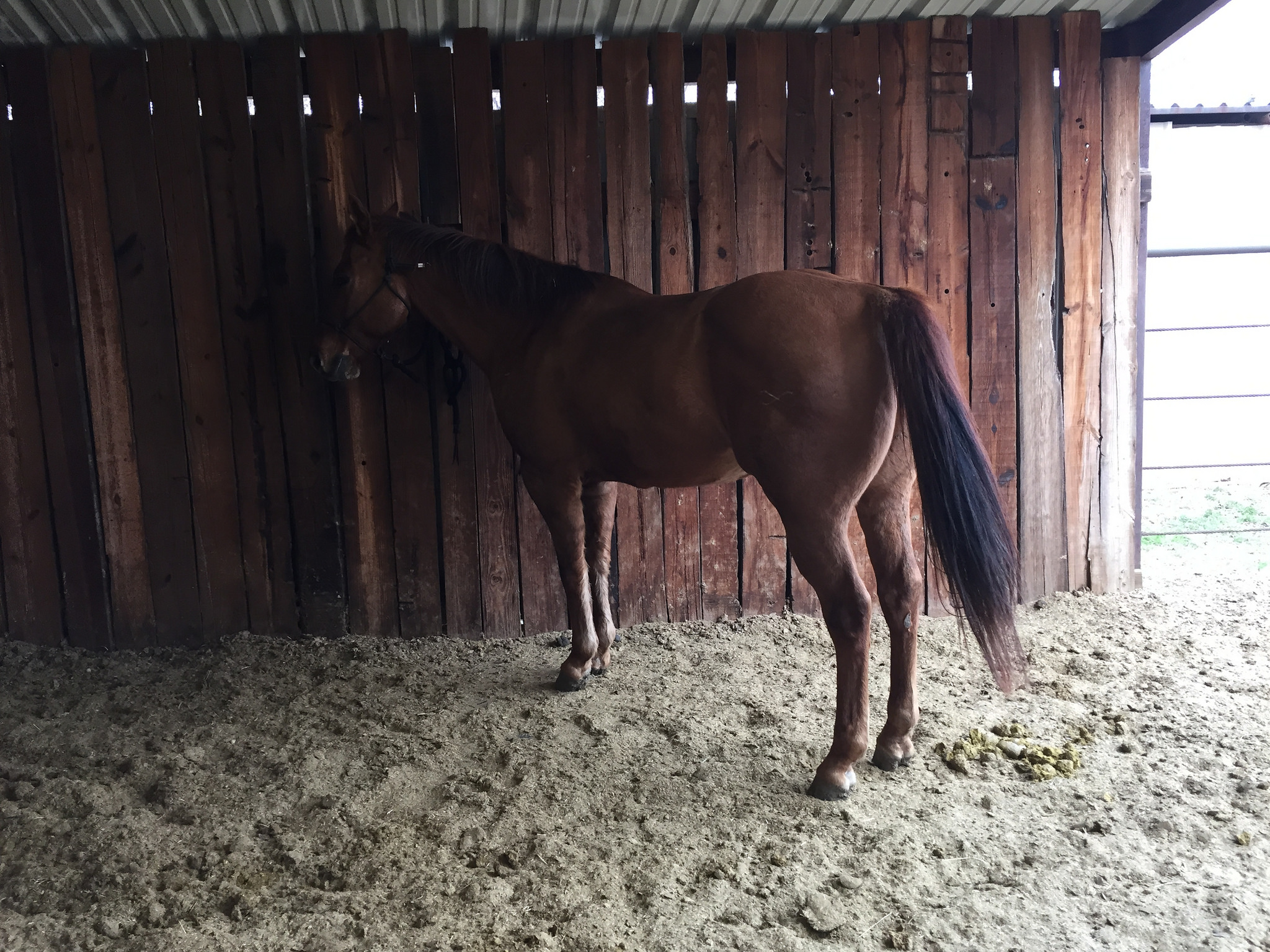 » Nice rope horse Traci Davis