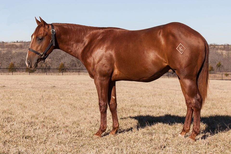 » Own Son of Metallic Cat Traci Davis