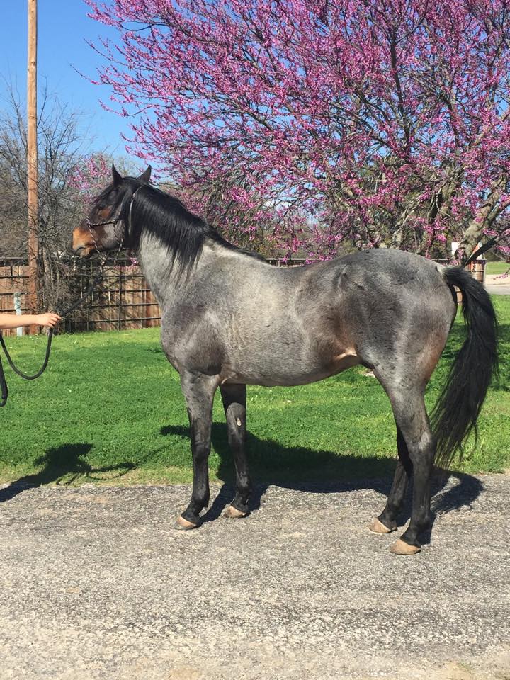 » Nice roan stud Traci Davis