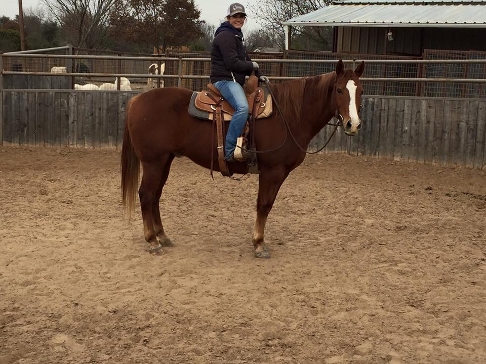 » Big stout ranch gelding Traci Davis