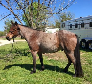» Cute bay roan gelding Traci Davis