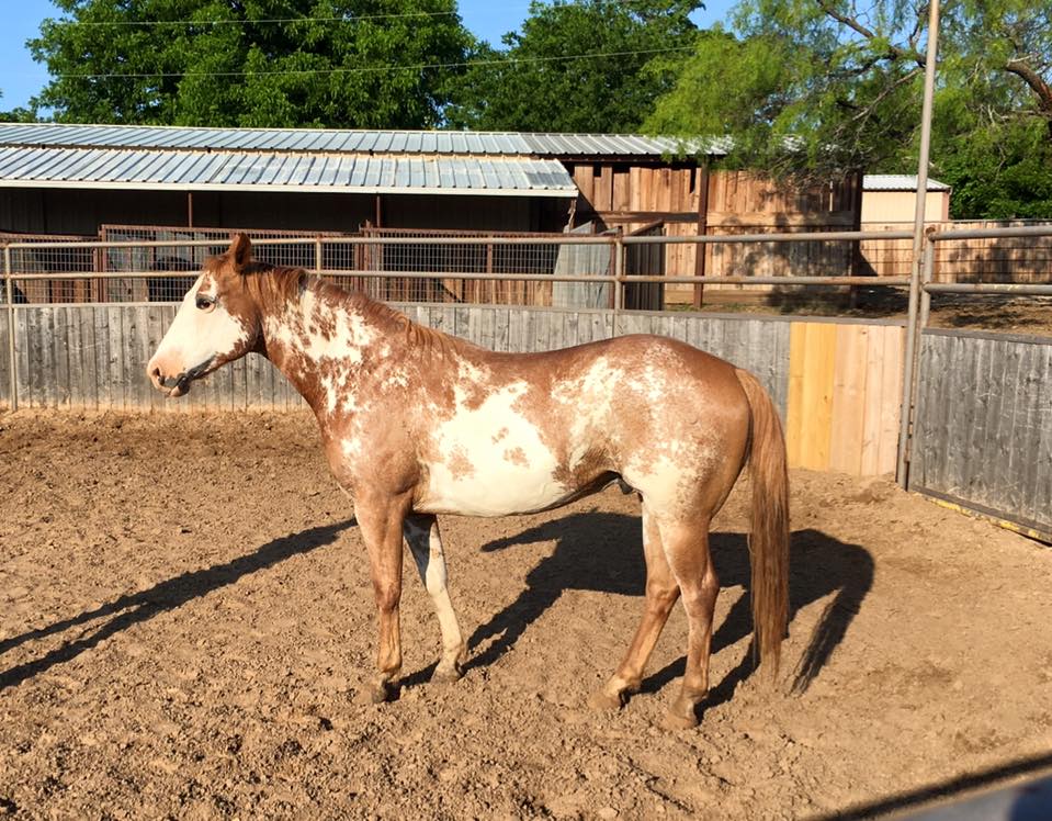 » Beautiful registered paint gelding Traci Davis