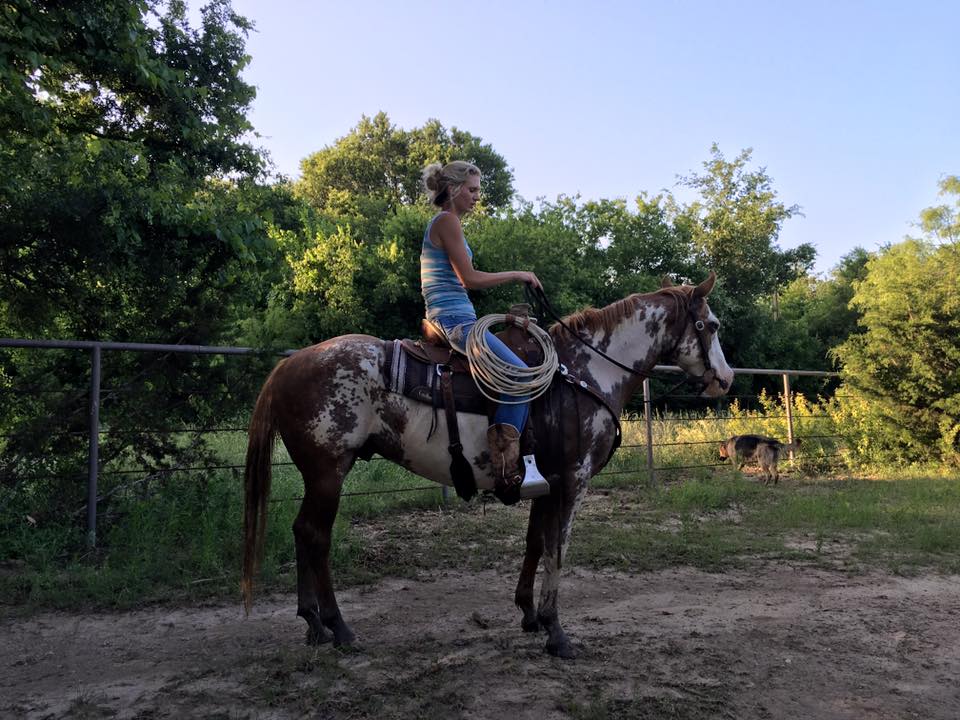 » Beautiful registered paint gelding Traci Davis