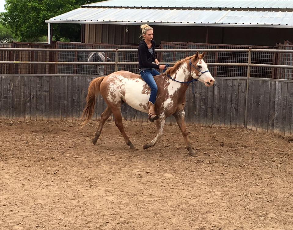 » Beautiful registered paint gelding Traci Davis