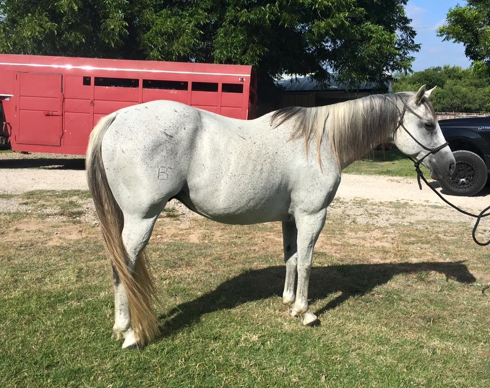 » Nice grey gelding super gentle Traci Davis
