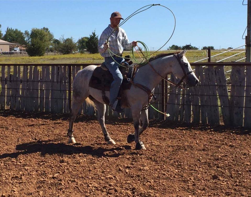 » Nice grey rope horse Traci Davis