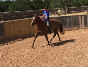 » Nice stout gentle pony Traci Davis