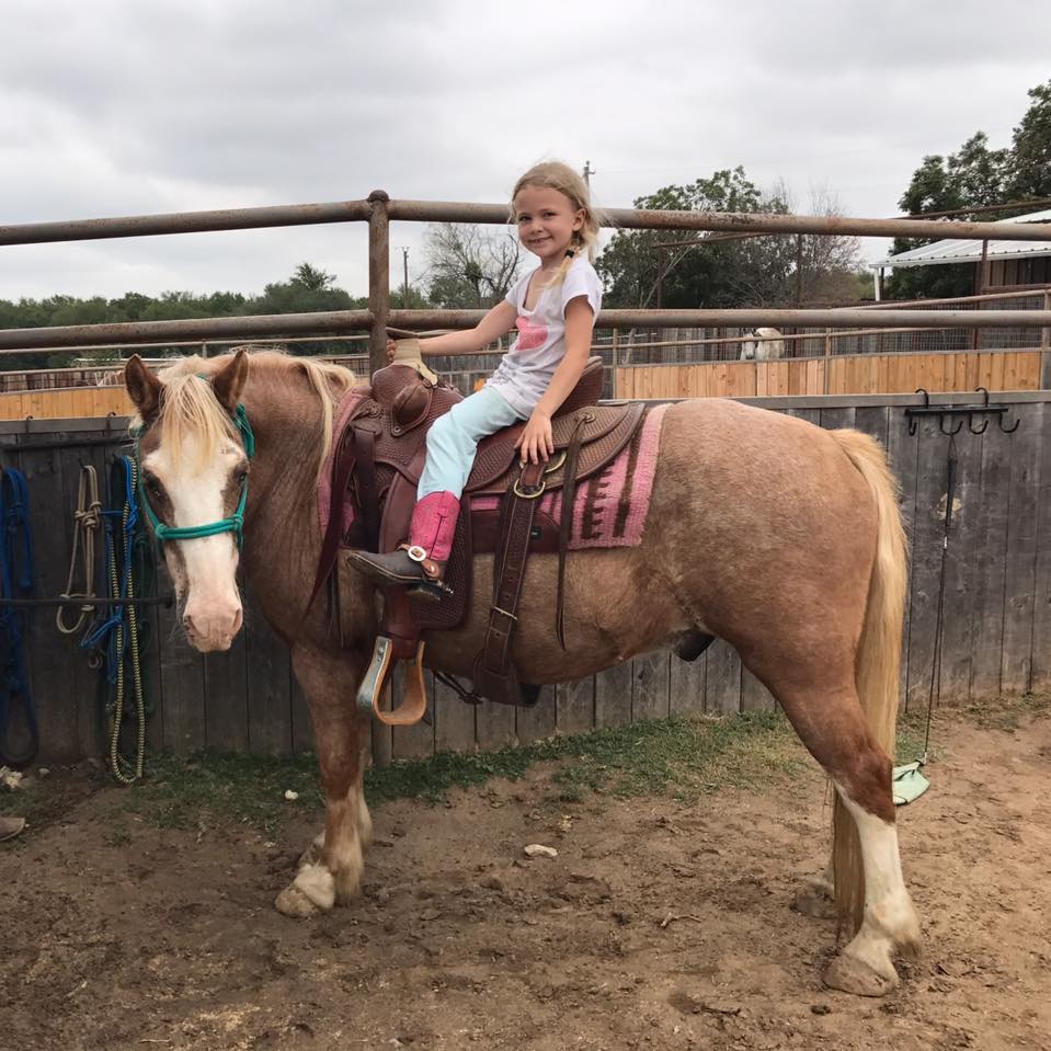 » Stout built pony Traci Davis