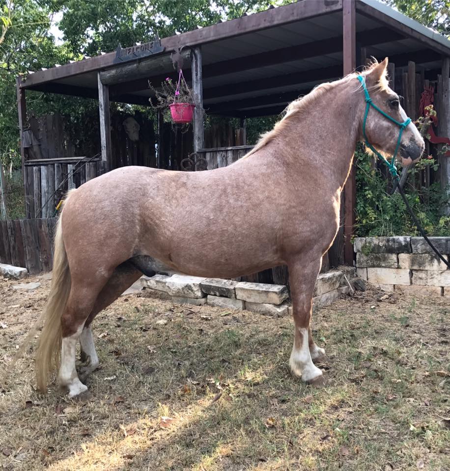 » Stout built pony Traci Davis