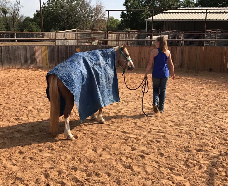» Stout built pony Traci Davis