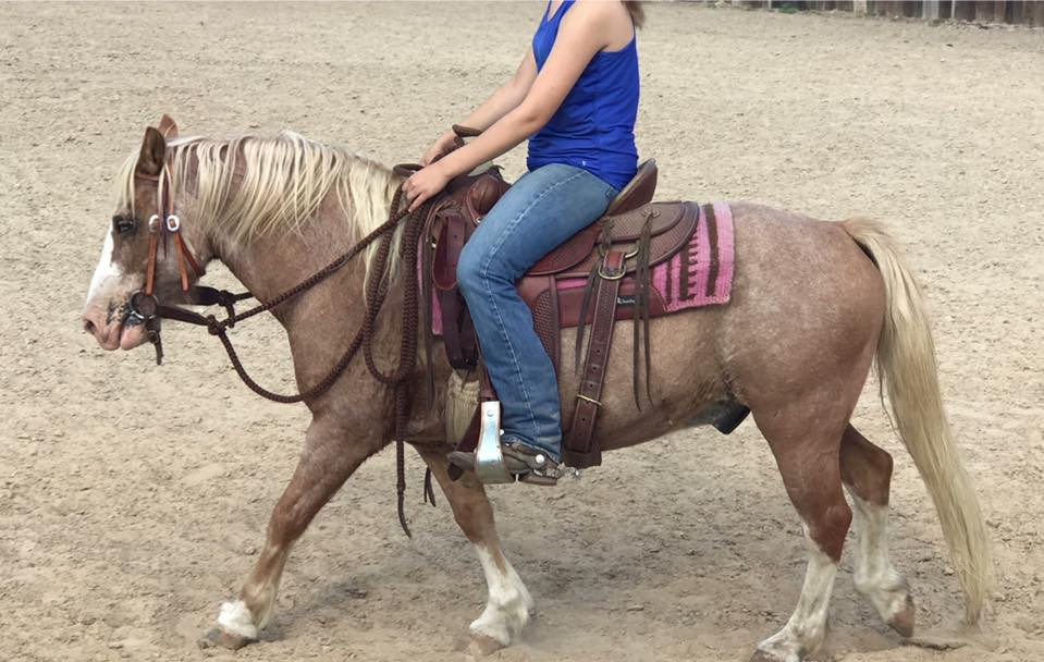 » Stout built pony Traci Davis