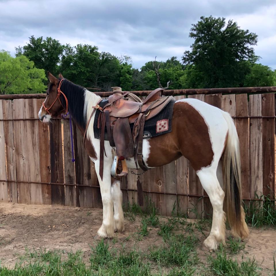 » Gypsy cross mare Traci Davis