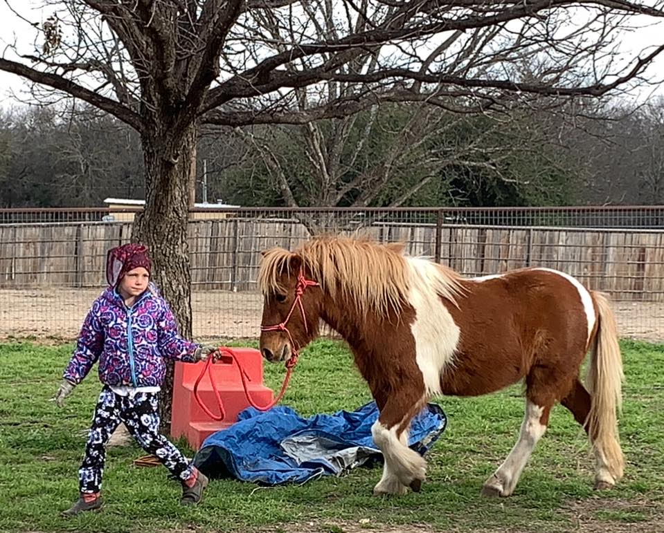 » Stout paint pony Traci Davis