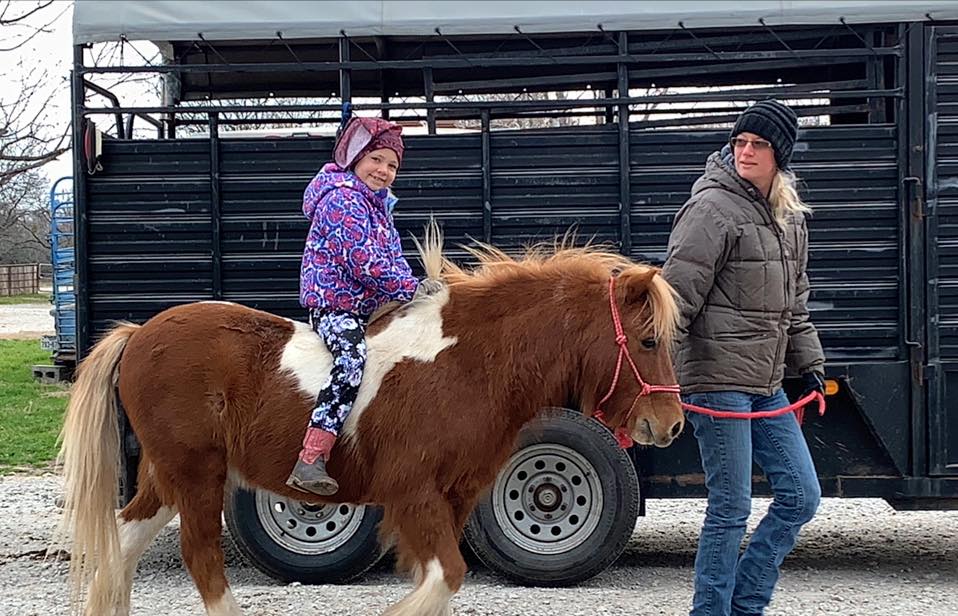 » Stout paint pony Traci Davis