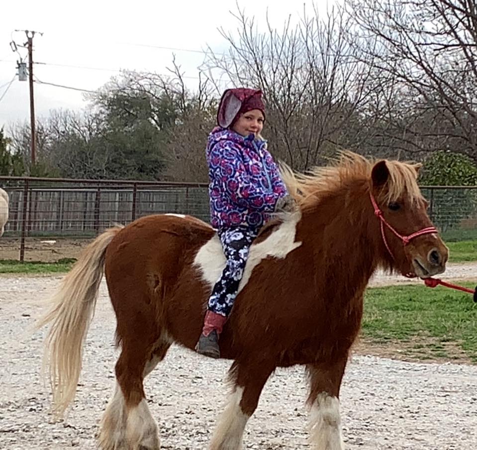 » Stout paint pony Traci Davis