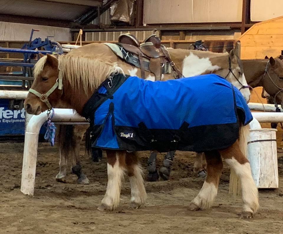 » Stout paint pony Traci Davis