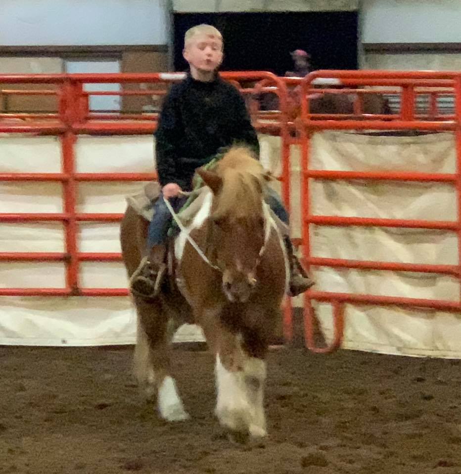 » Stout paint pony Traci Davis