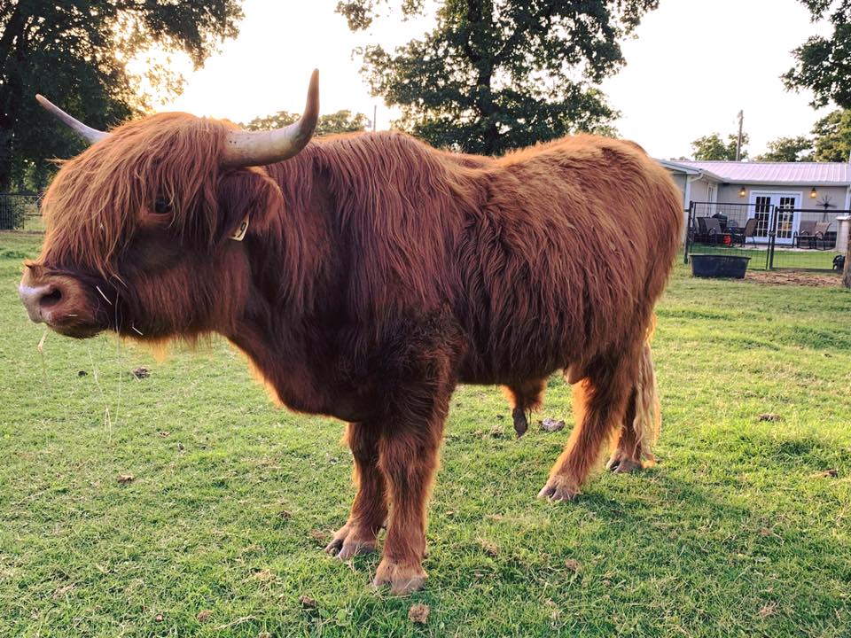 » Cute mini Scottish Highlander Bull Traci Davis