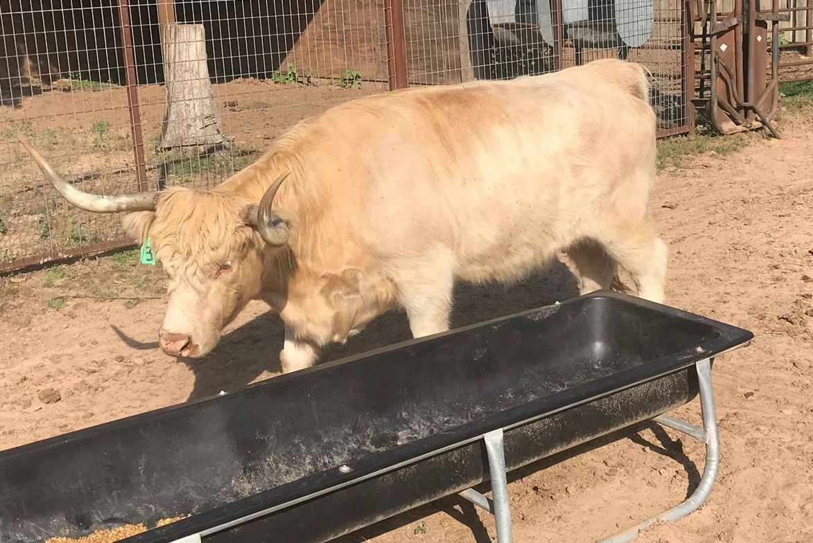 » Scottish Highlander cow Traci Davis
