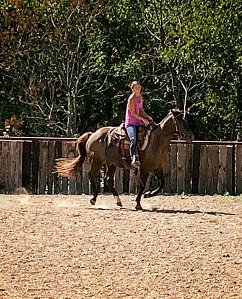 » Gentle stout gelding Traci Davis