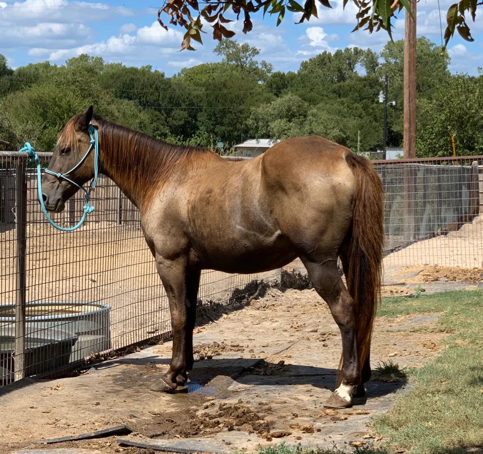 » Gentle stout gelding Traci Davis
