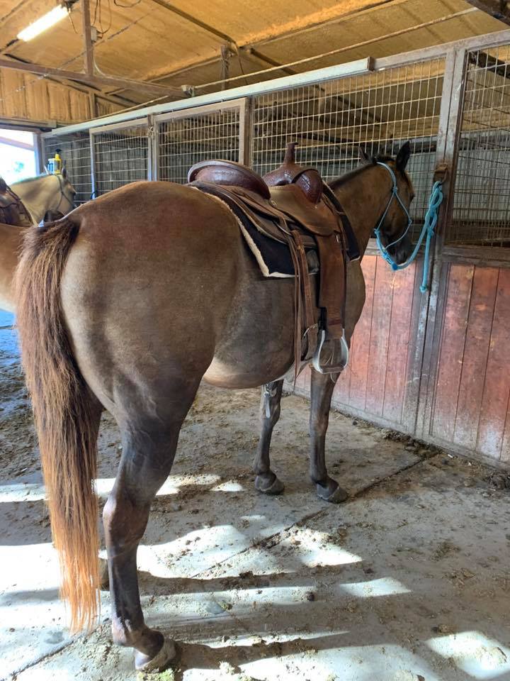 » Gentle stout gelding Traci Davis