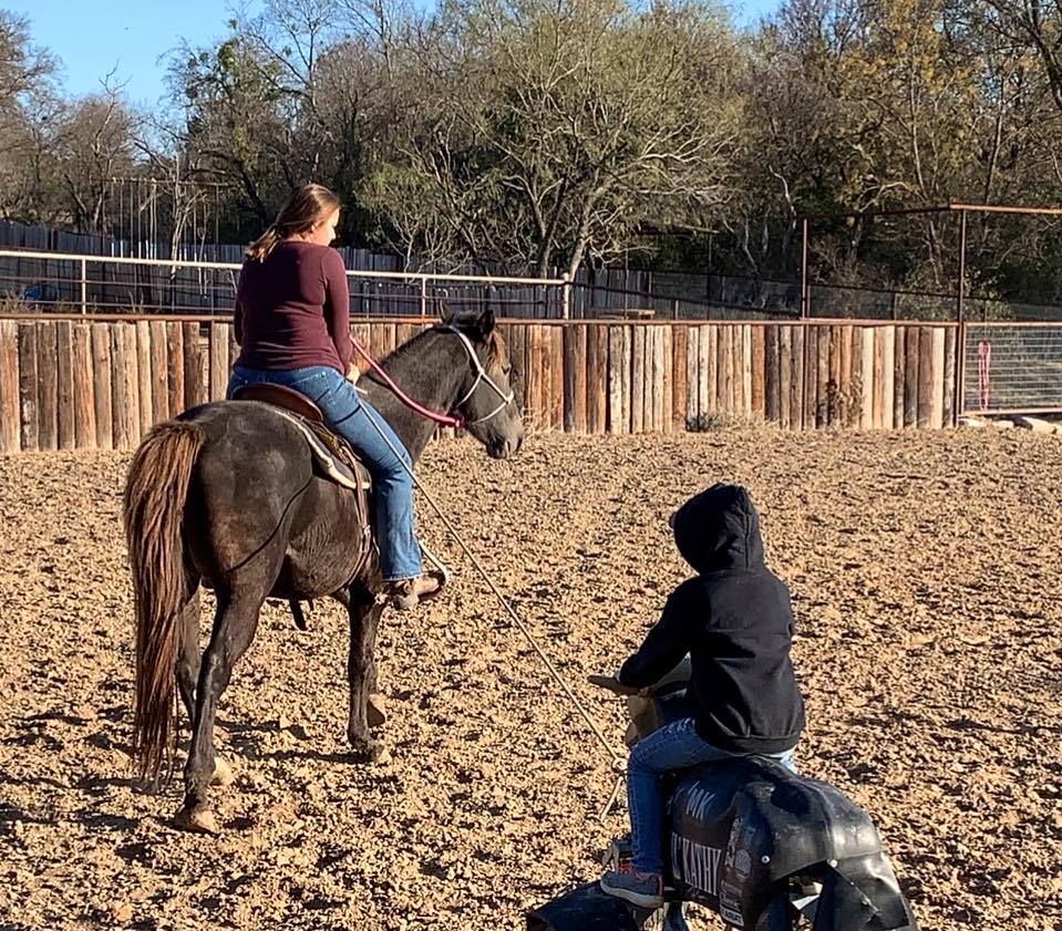 » Gentle stout gelding Traci Davis