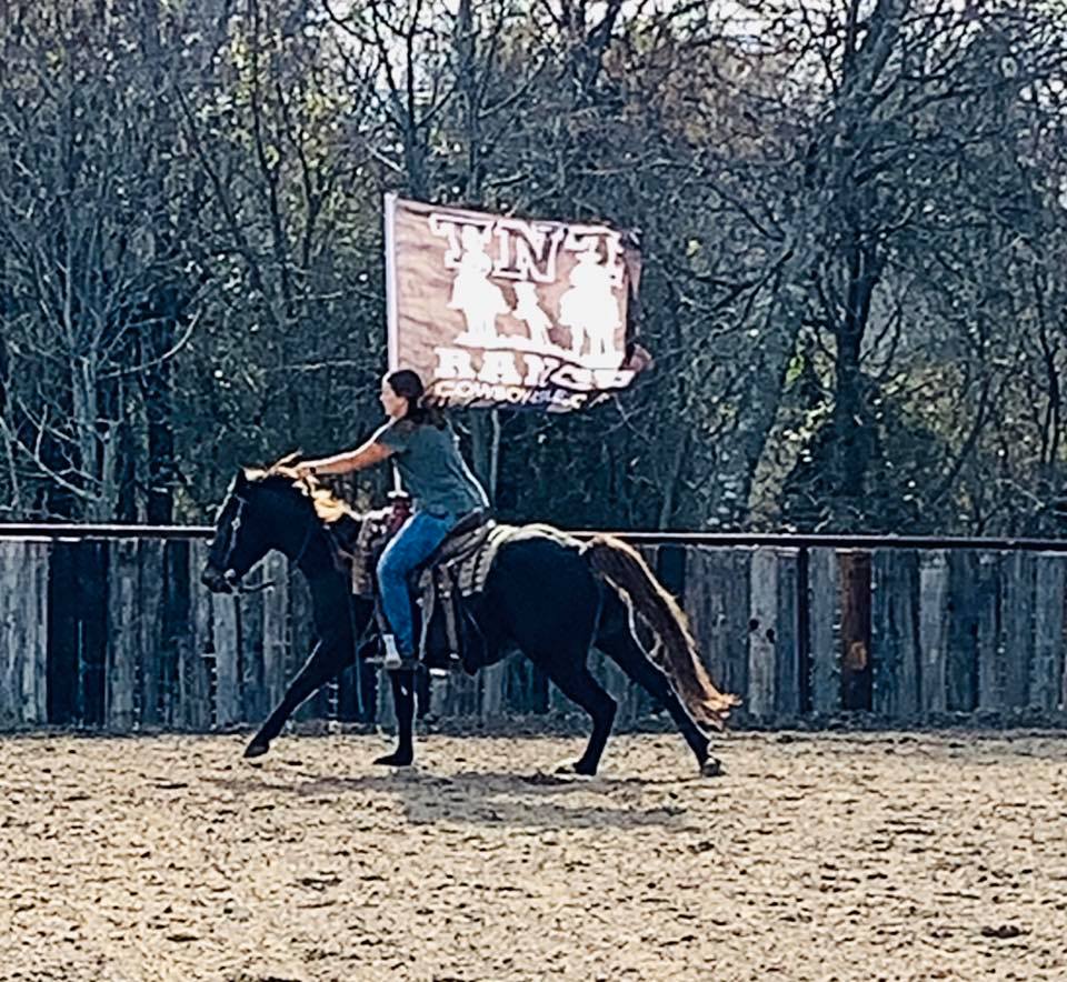 » Gentle stout gelding Traci Davis